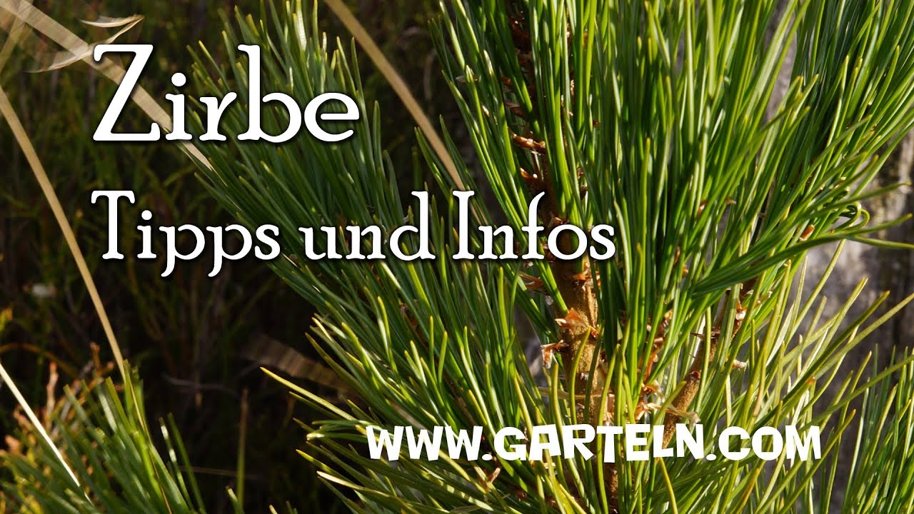 Tipps um Zirben anzupflanzen - YouTube