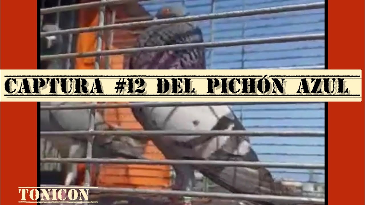 La #12 del pichon azul (Tonicon ) Playa - YouTube