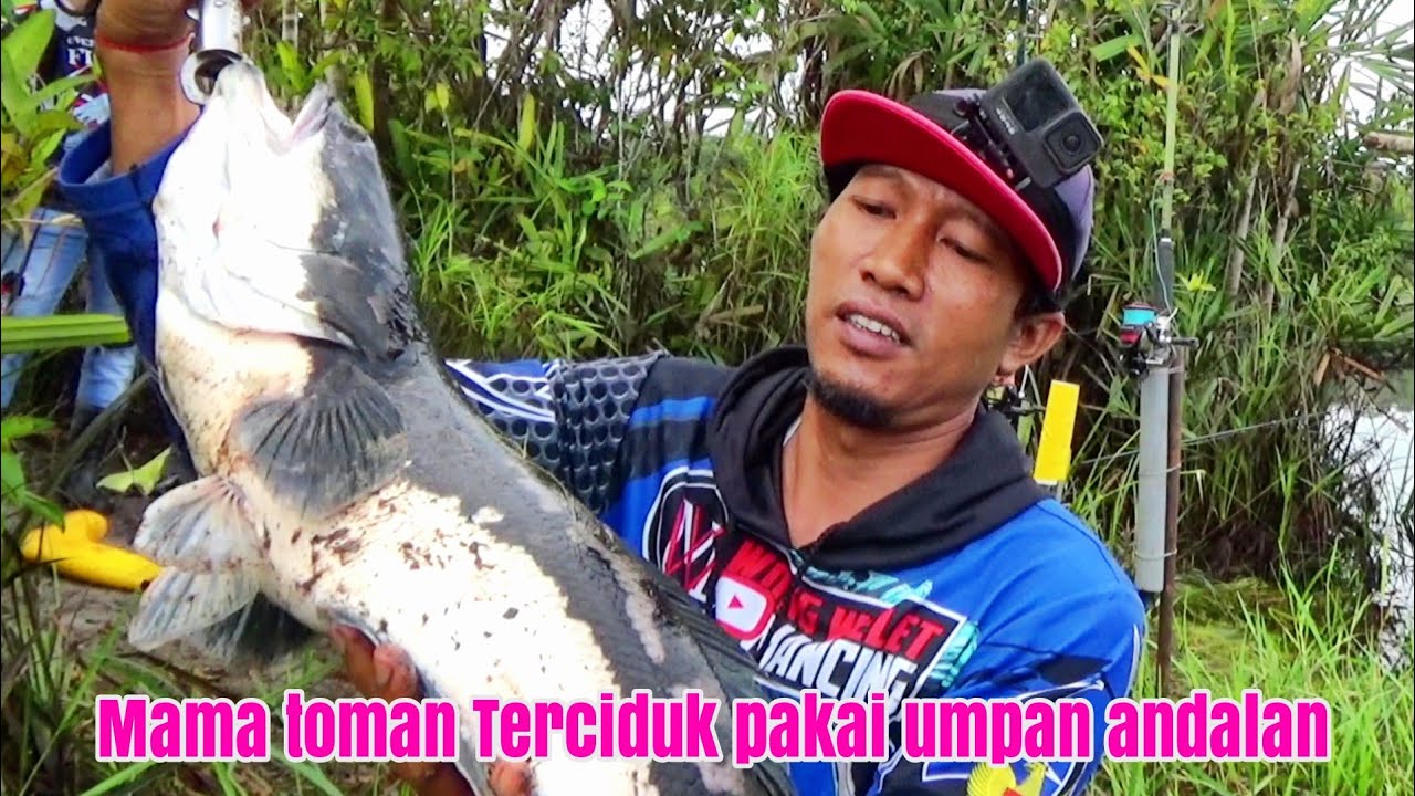 Ndak main main..!! Mancing pakai umpan andalan dapat Ikan Toman Monster ...