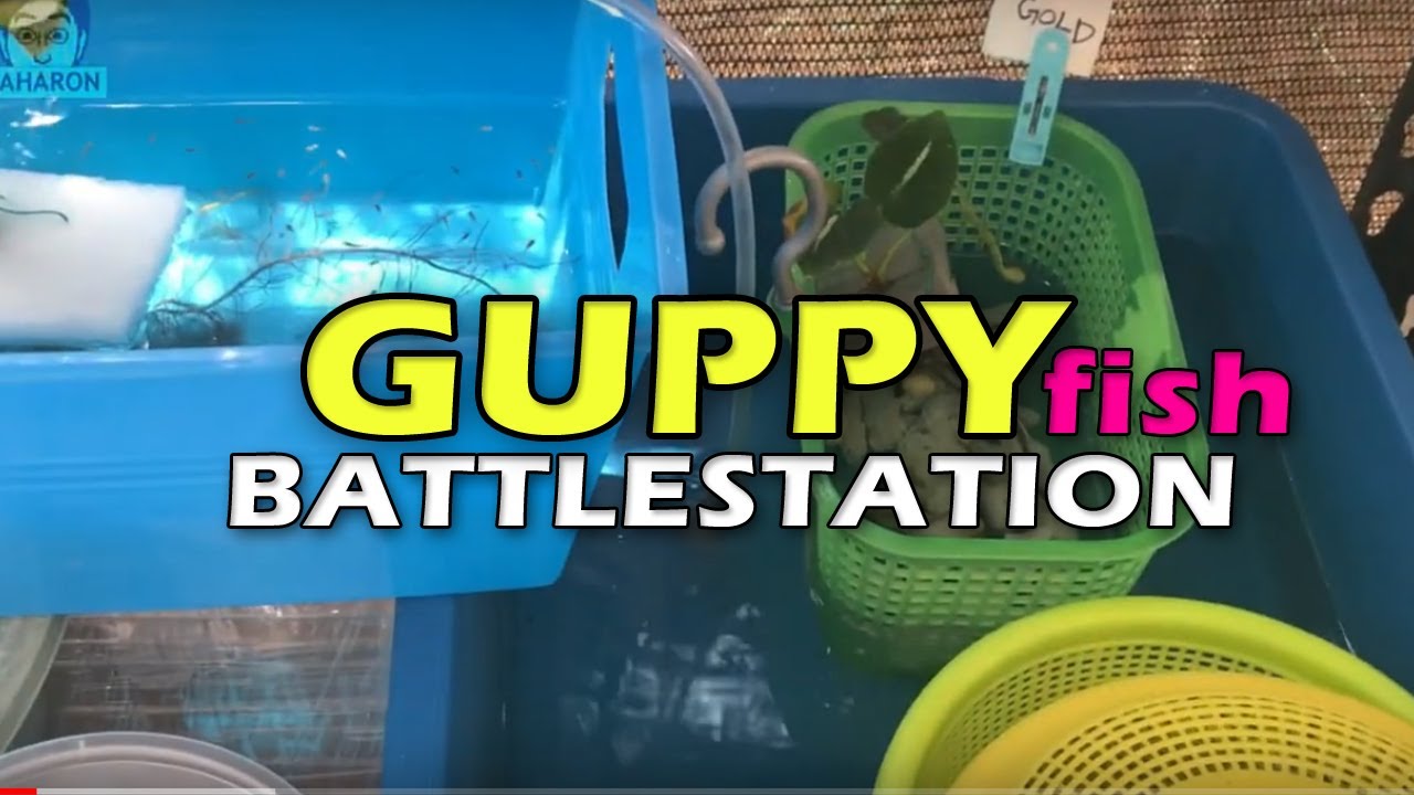 Guppy Fish BattleStation - YouTube