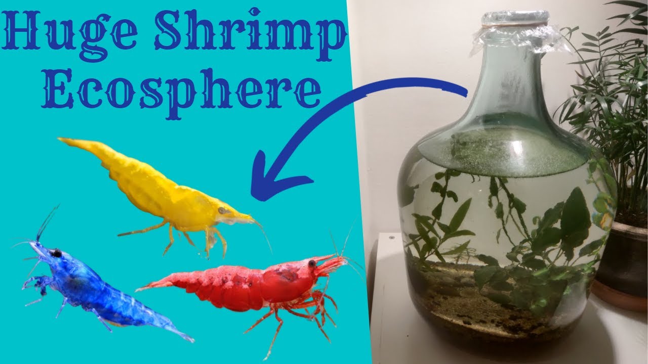 NEW SHRIMP ECOSPHERE + Update On Every Ecophere - YouTube