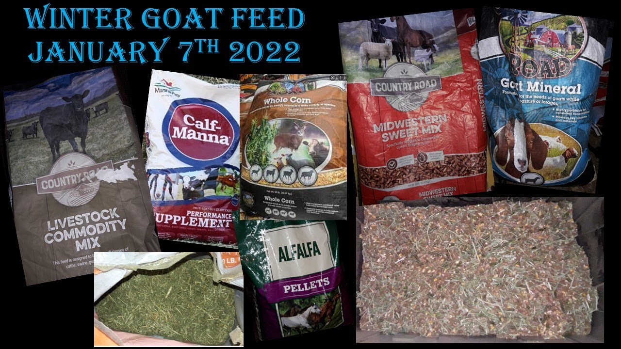 Our Goat Adventures: Our Winter Goat Feed Mix!! Our Goats Love it ...