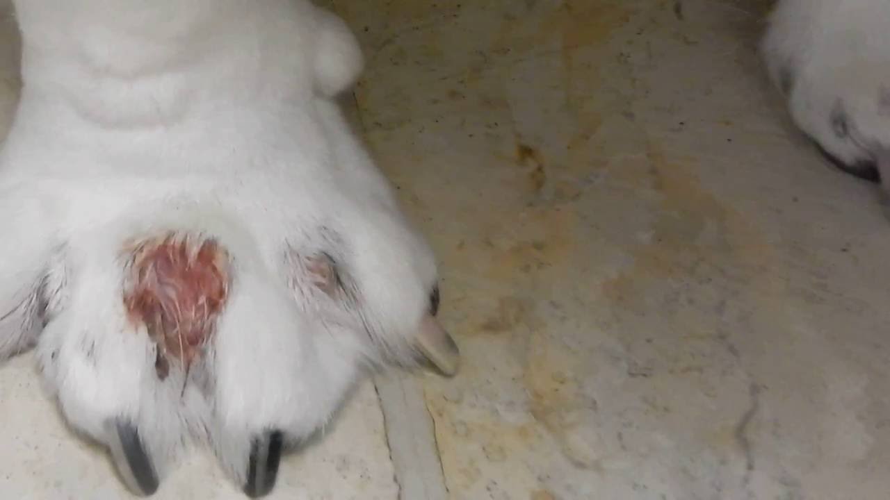 Interdigital cyst in bulldog and french bulldogs Dr. Kraemer ...