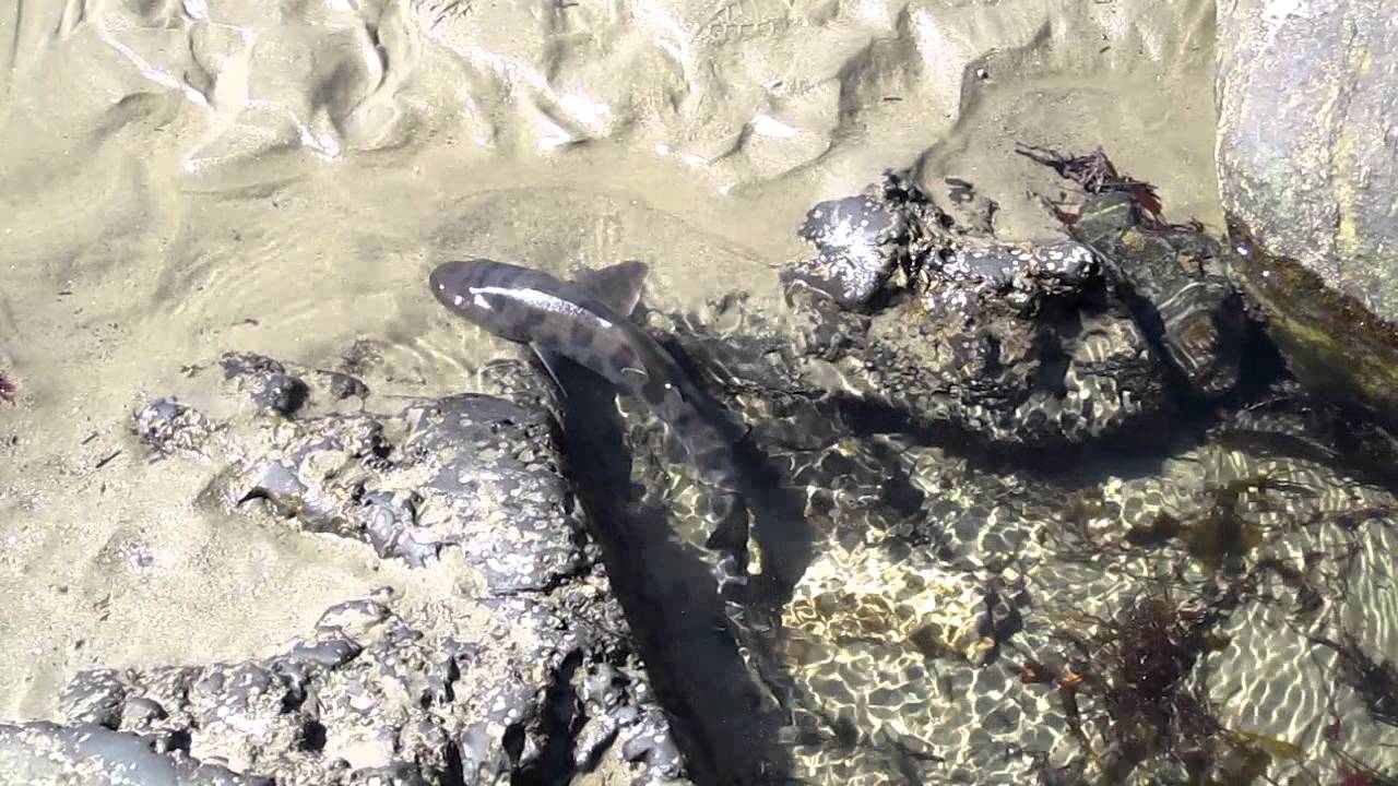 Leopard Shark trying to get out of the Tide Pool - YouTube