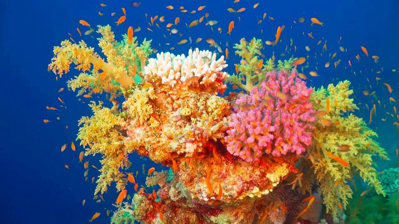 Beautiful Coral Reefs Compilation Visualization - YouTube