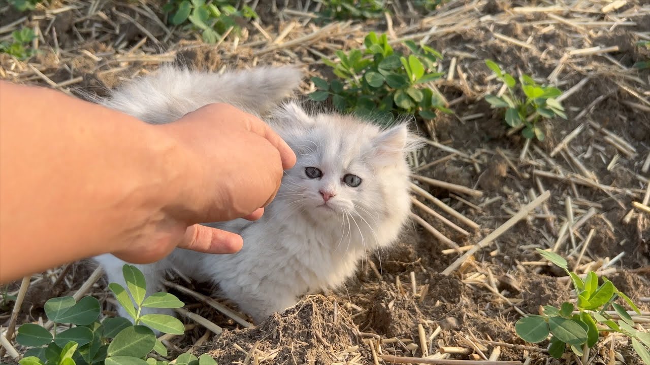 I found a cute kitten in the field and she wanted to go home with me ...