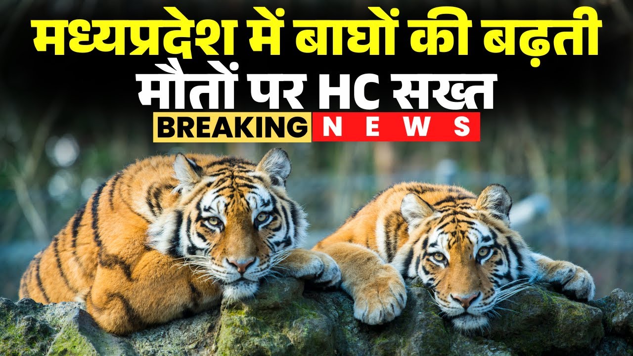 Tiger State MP में बाघों की बढ़ती मौतों पर High Court सख्त। केंद्र और ...
