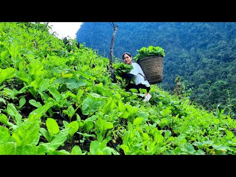 Harvest upland vegetables, go to the market to sell - take care of pets ...