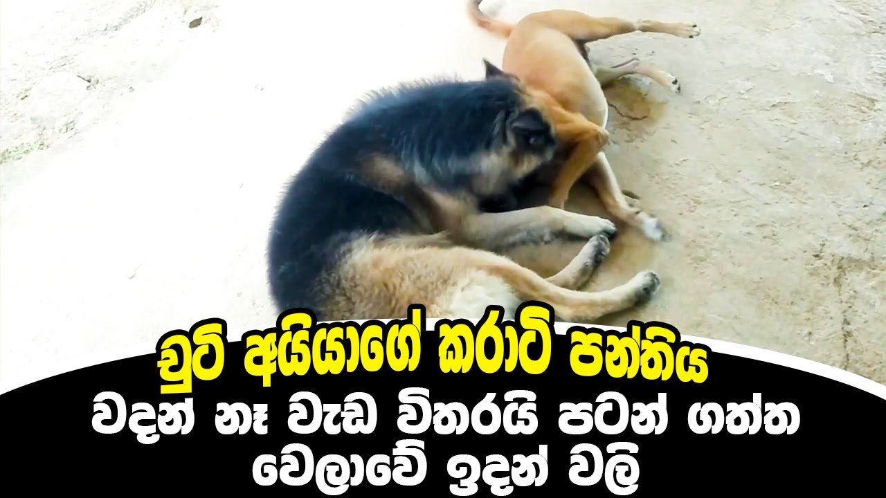 වලි චුට්ටෙගේ කරාටි ක්ලාස් එක l වදන් නෑ වැඩ විතරයි l GSD Dog Sheed - YouTube