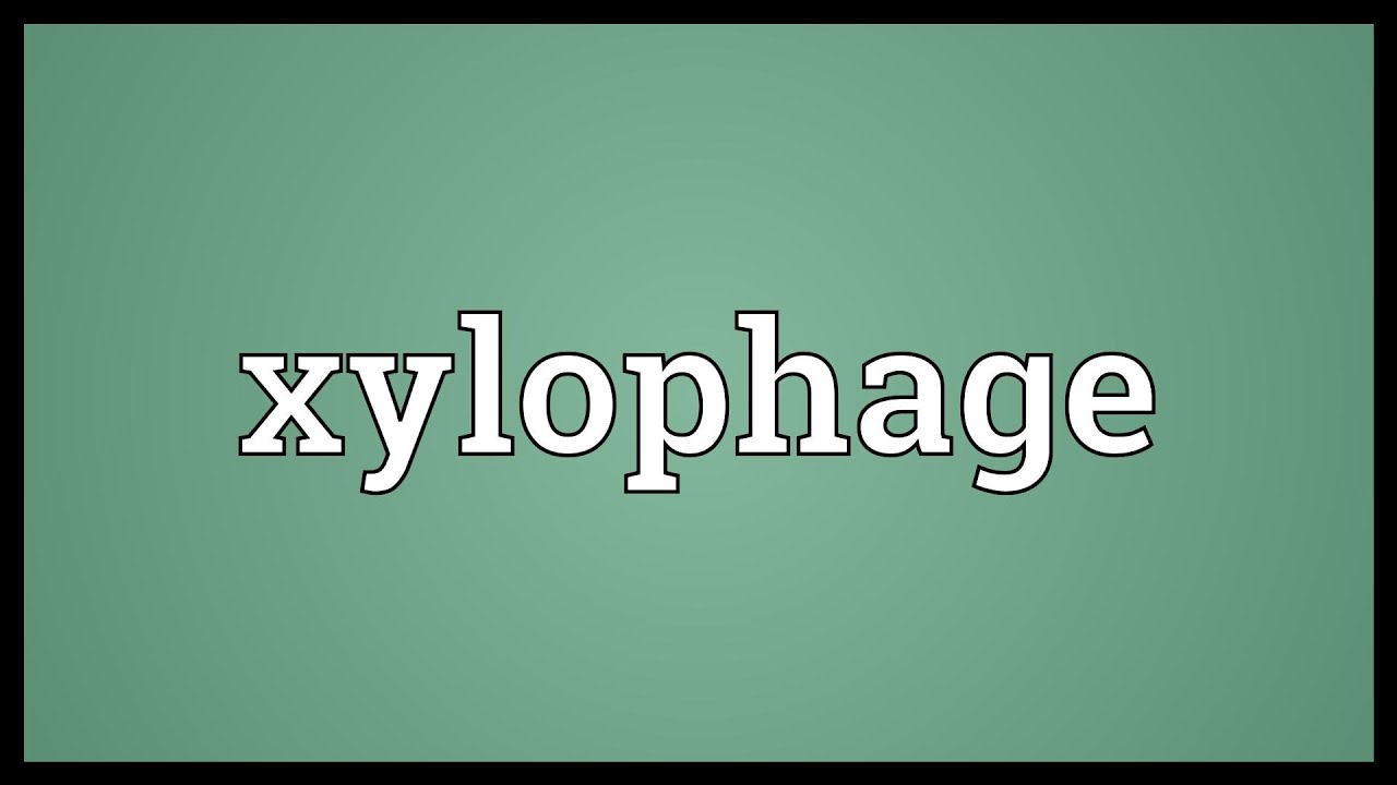 Xylophage Meaning - YouTube