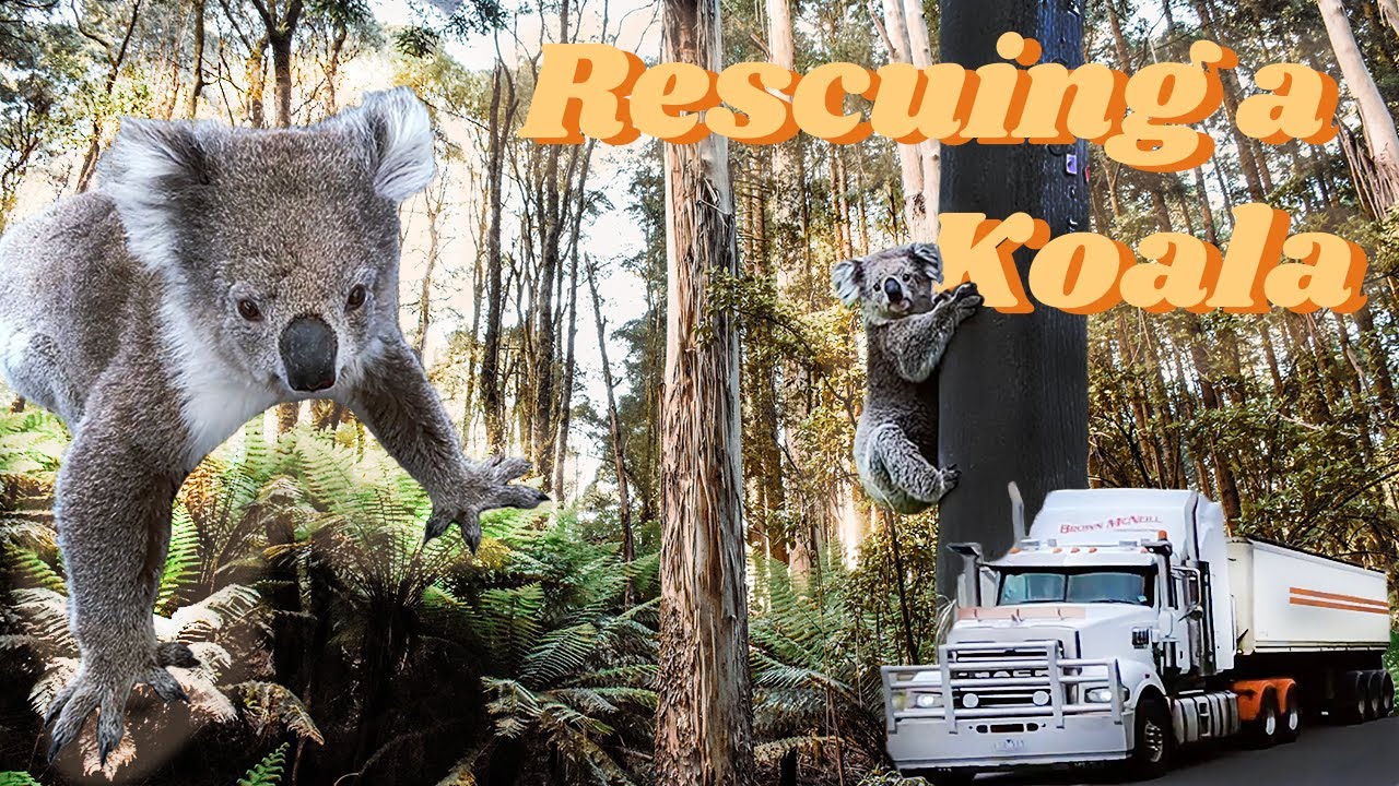 RESCUING A WILD KOALA | Helping a Koala off the road - YouTube