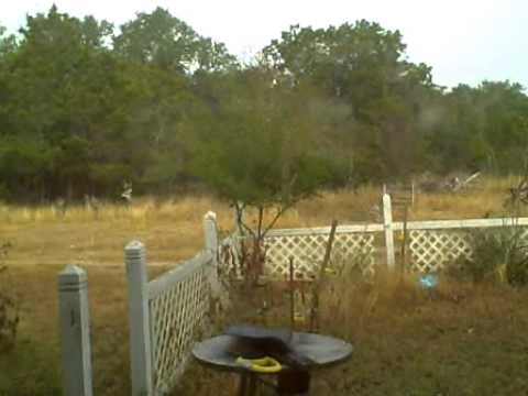 Deer and Aggressive Behavior - YouTube