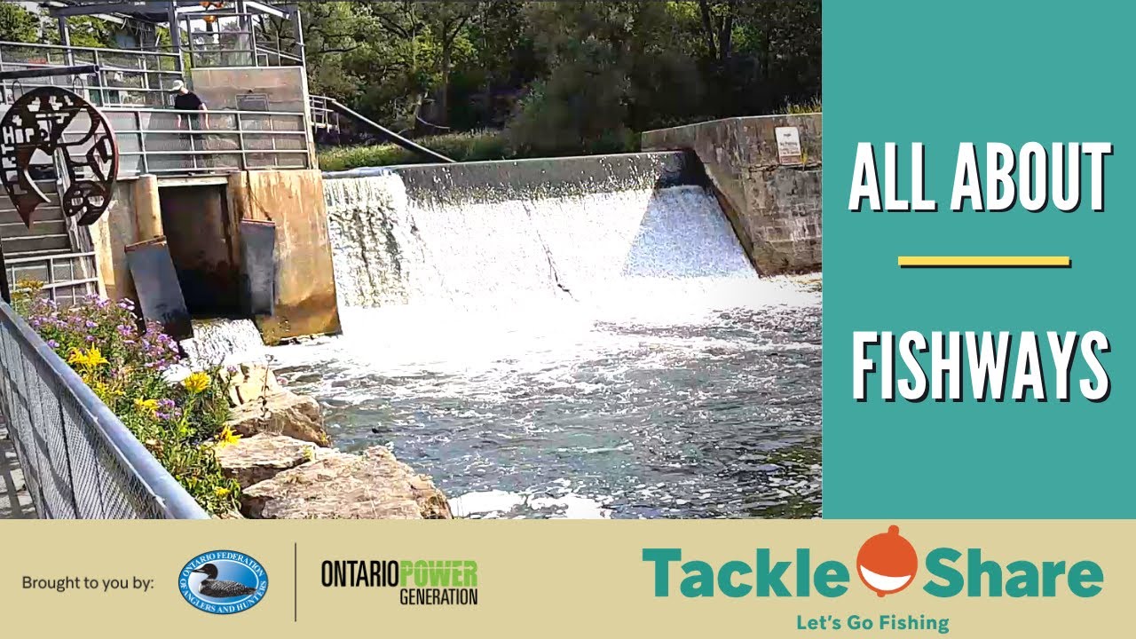 All About Fishways (IN 5 MINUTES) - YouTube