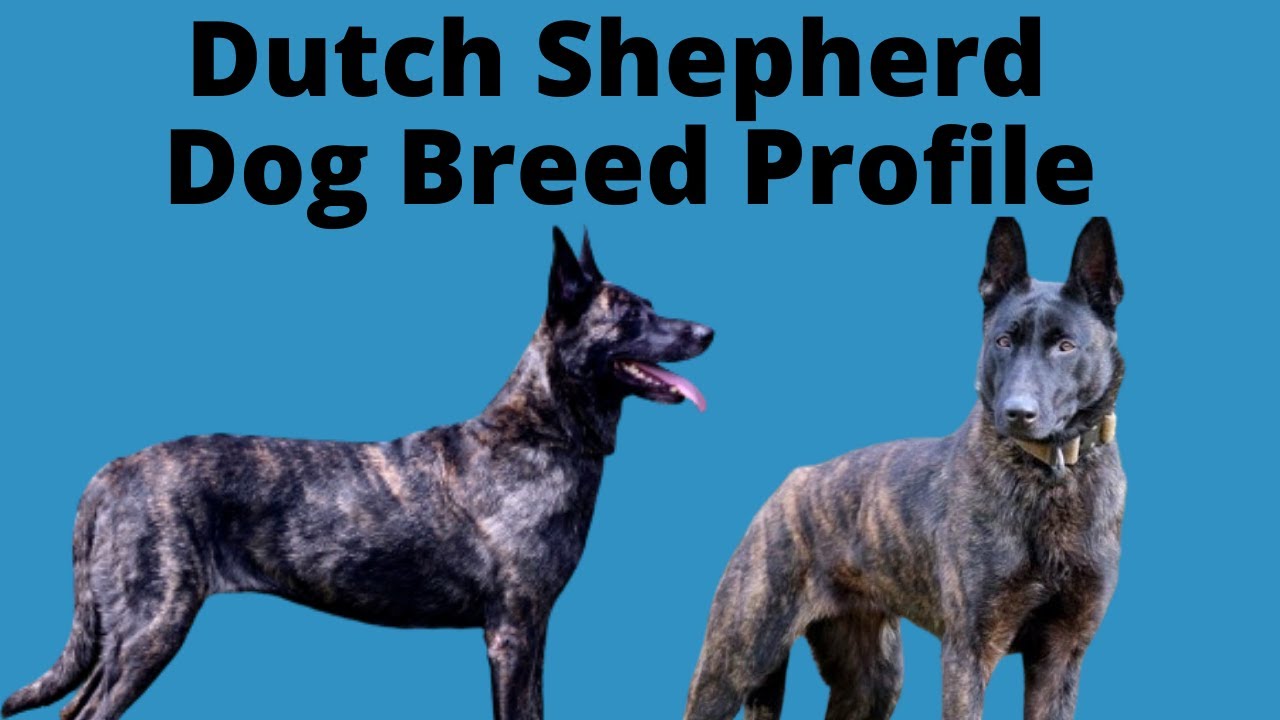 What Is The Breed Of Dutch Shepherd