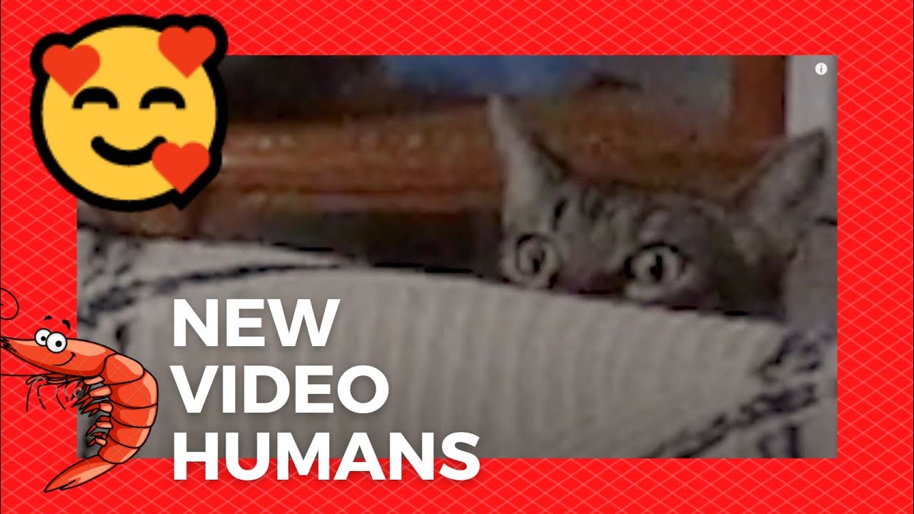 Funny ️ ️ CAT 🐱 - Mishi Vlog video *** Subtitles and Memes *** ??? 😍😍 ...