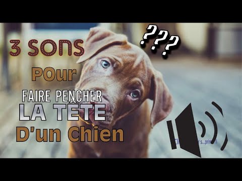 3 Sons Pour Faire Pencher la Tête D’un Chien 🐶