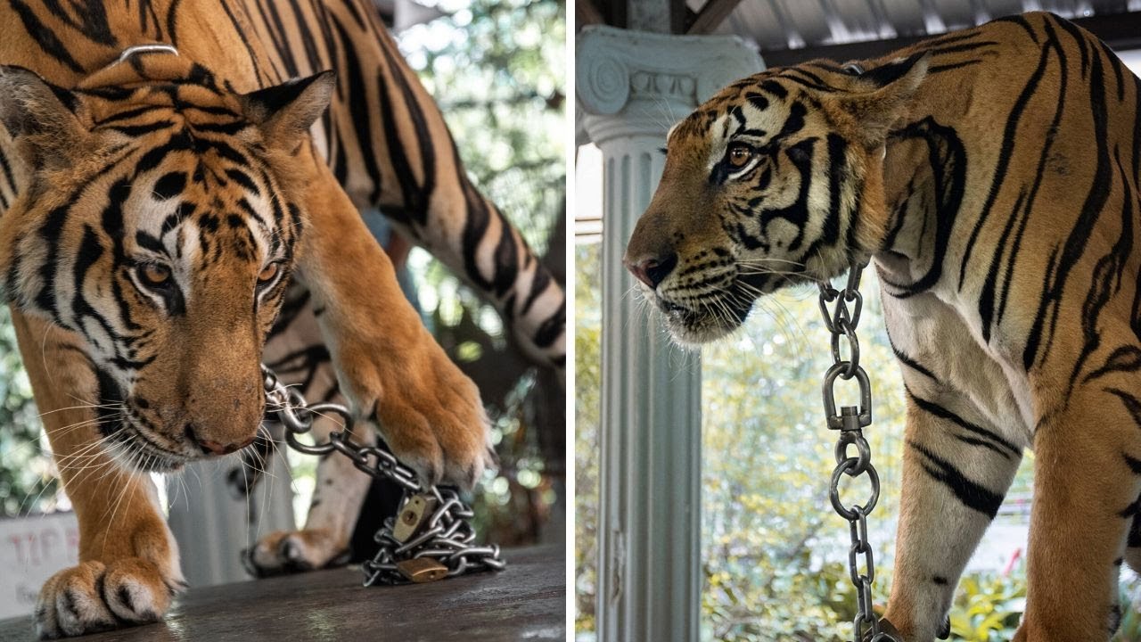 This Tiger Is So Bored He Paces Non-Stop - YouTube