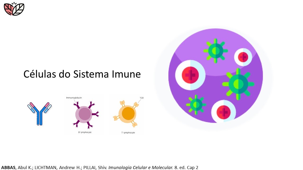 Imunologia - Células do Sistema Imune - YouTube