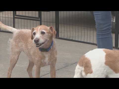 Dog reunited with owner after 5 years