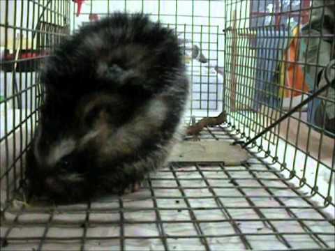 A poisonous surprise under the coat of the African crested rat - YouTube