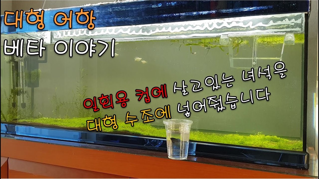 비좁은 일회용 컵에 살고있는 베타를 대형 어항에 넣어준다면 열대어 물고기 키우기 사육 베타 구피 풍선몰리