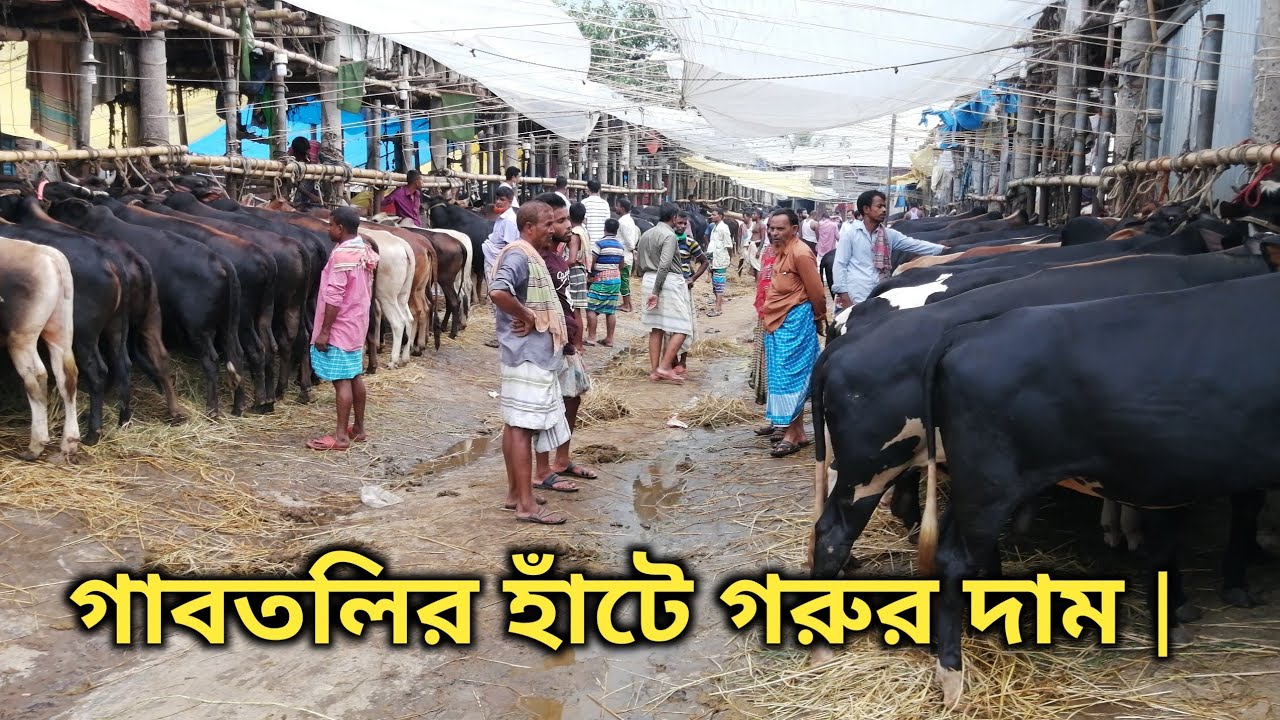 গাবতলি হাঁটে গরুর দাম | Gabtoli Hat Cow Price 2020 - YouTube