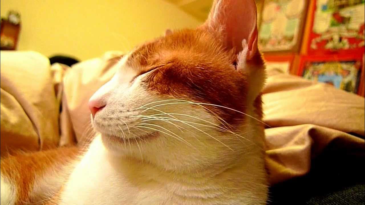 Indifferent Cat.... - YouTube