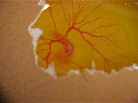 Chicken embryo heart beat - YouTube