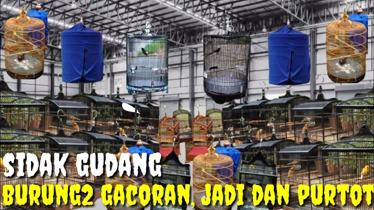 JUAL MODAL DAN BURUNG JADI HARGA BAHAN DI GUDANG BURUNG2 GACORAN, JADI ...