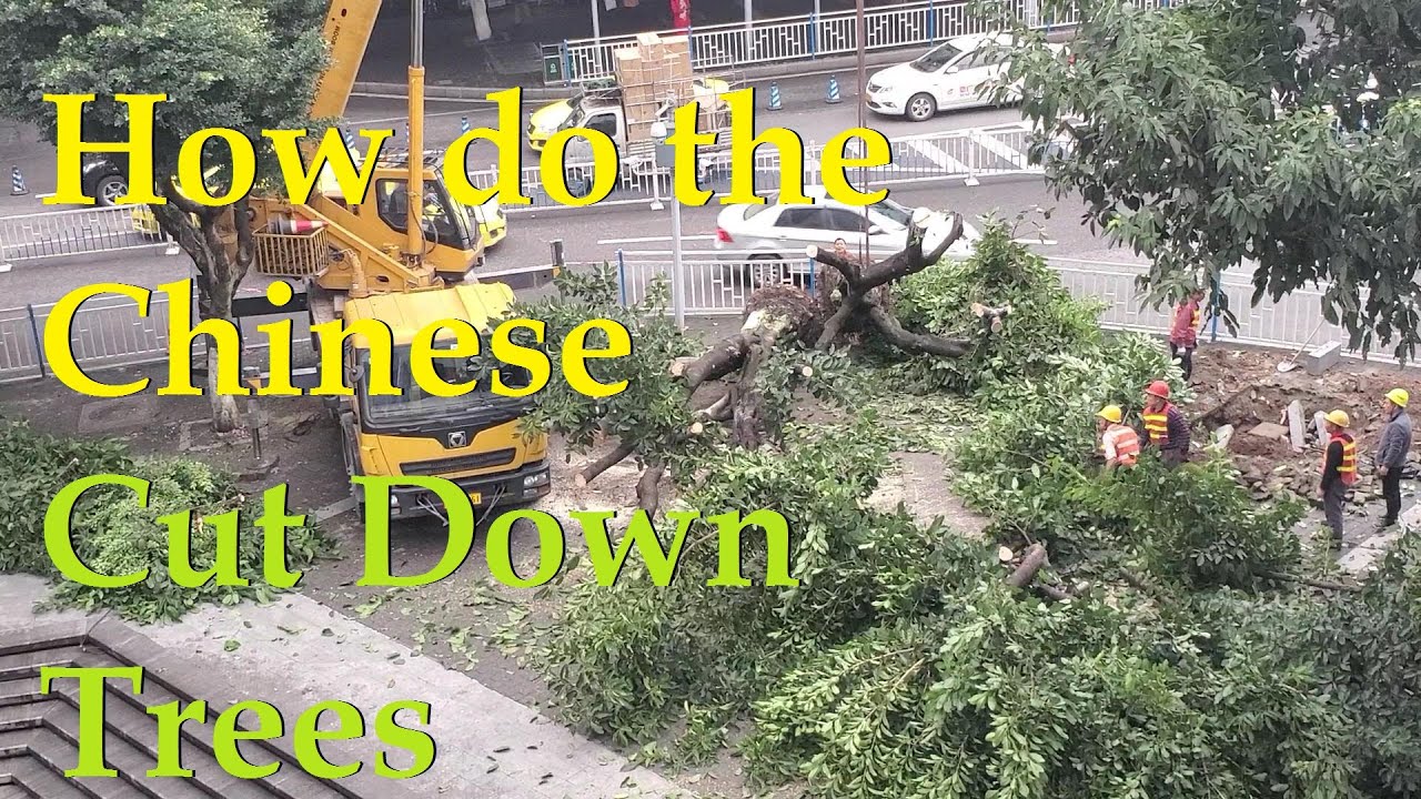 How do the Chinese cut down Trees? - YouTube