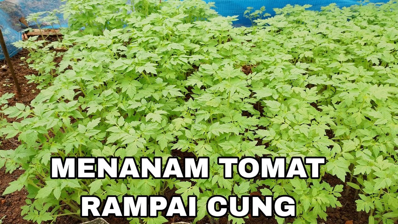 budidaya rampai dari awal sampai panen - YouTube