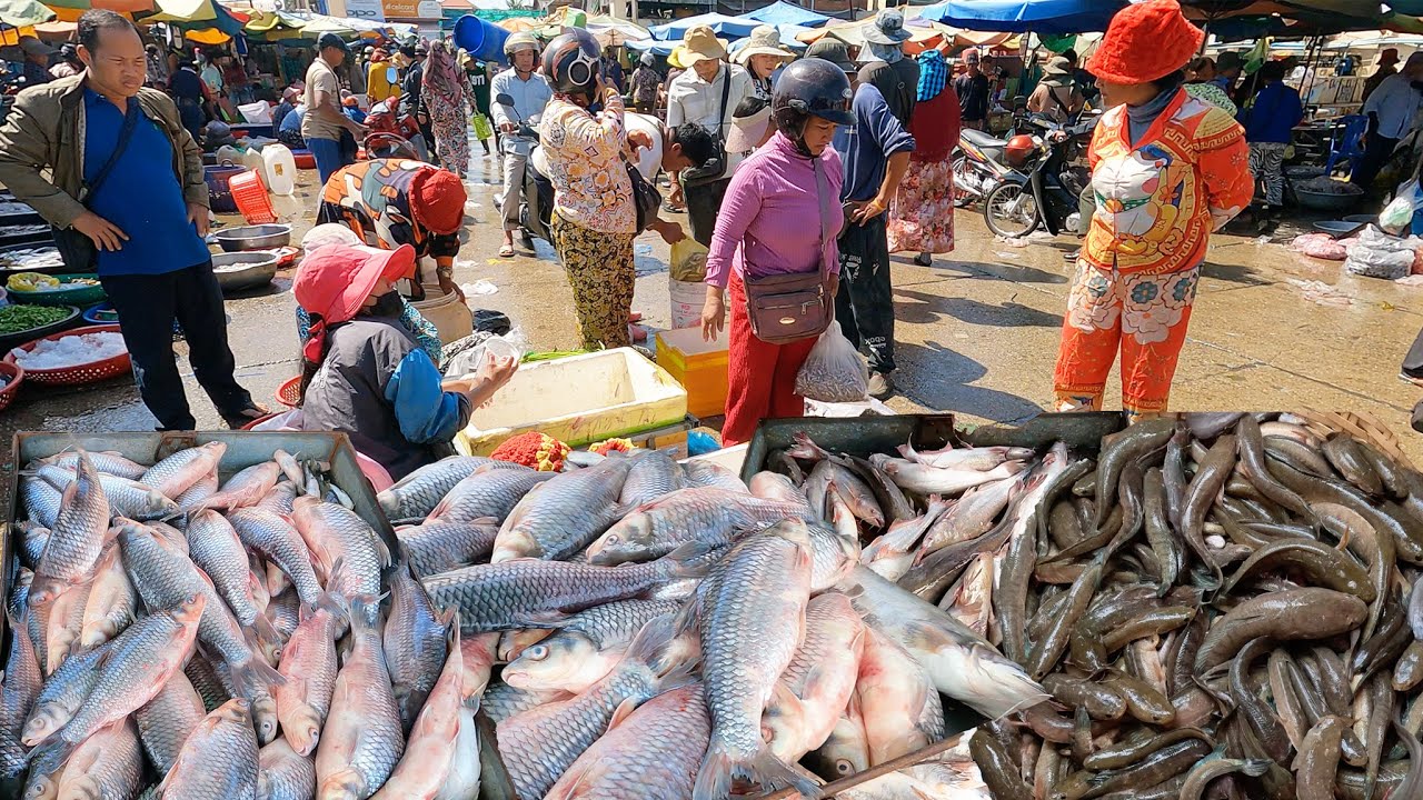 Amazing River Fish Wholesale Market In Cambodia - Massive Distribution ...
