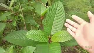 Kratom Plant , Super ! Premium