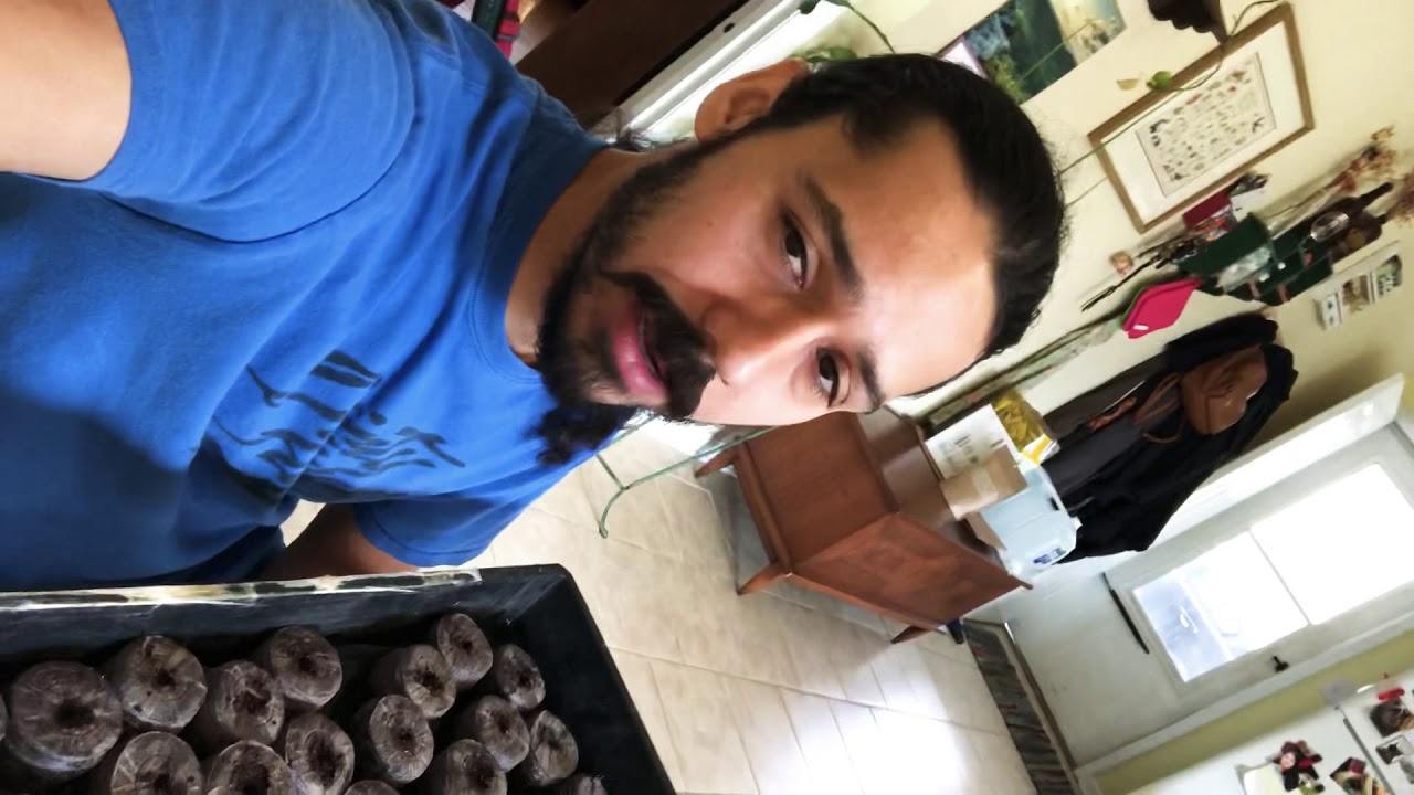 Growing Kratom from seed. - YouTube