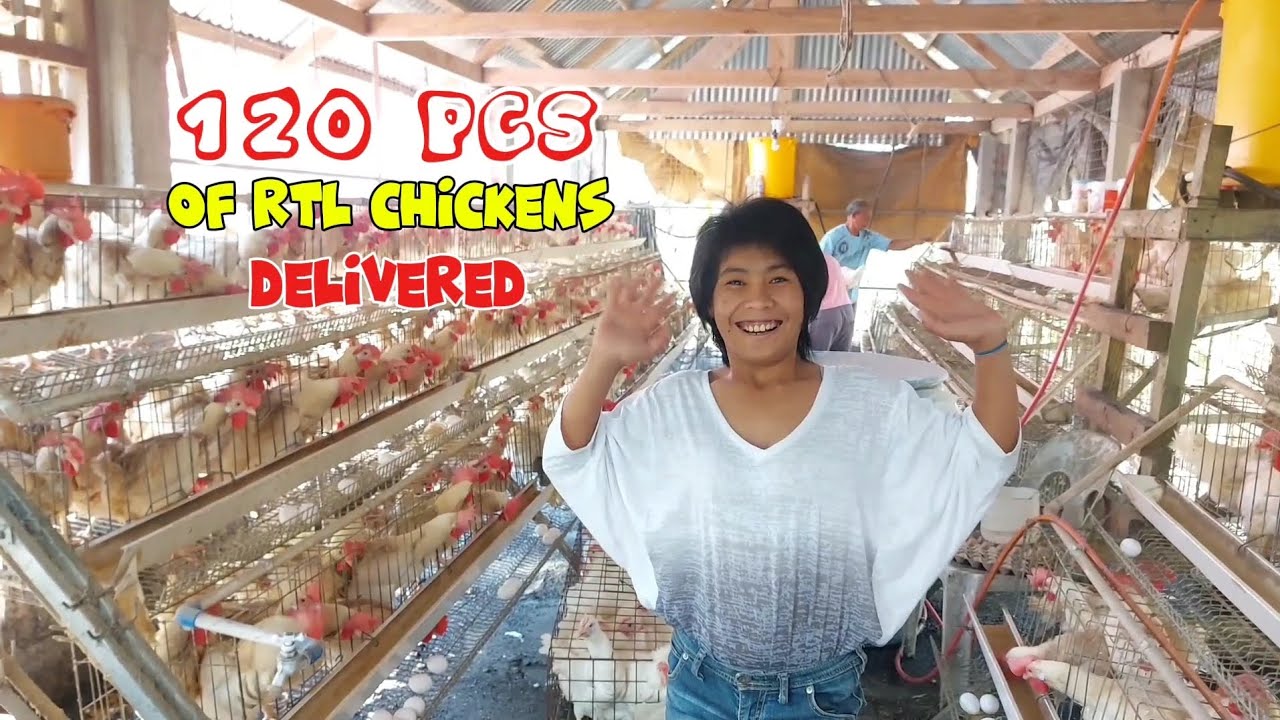 DELIVERY NG 120 HEADS RTL CHICKEN SA PINSAN KO || 500 PESOS EACH 🐔🐔 ...