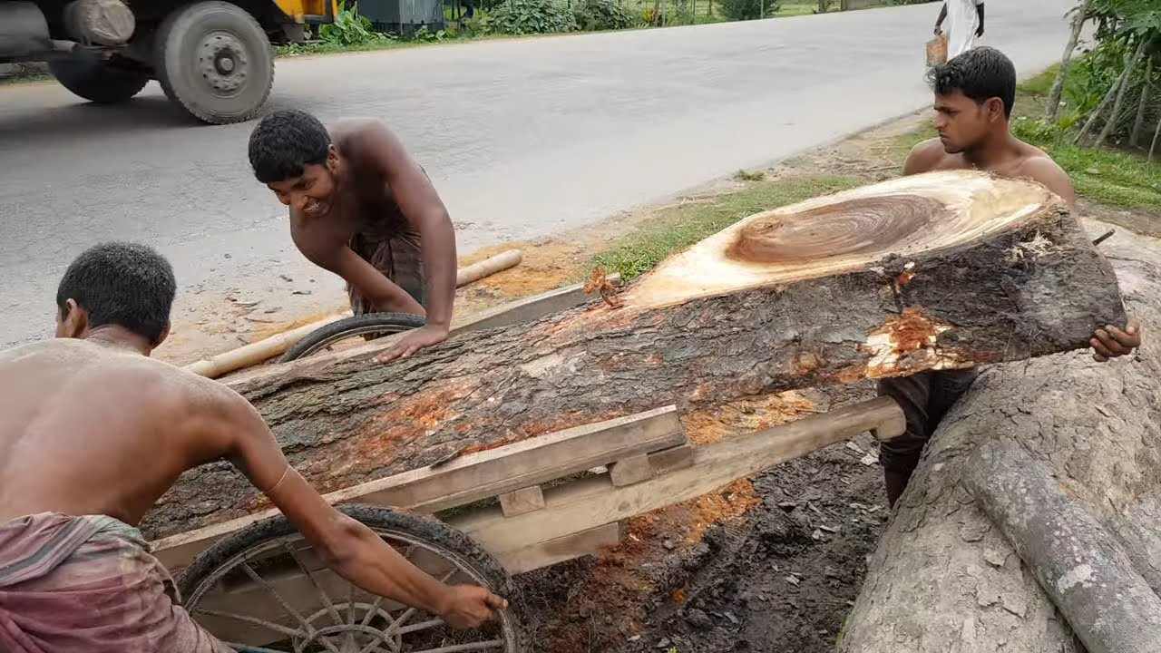 Weighted Teak Wood Extreme Cutting।Teak Wood Cutting in New Sawmill ...