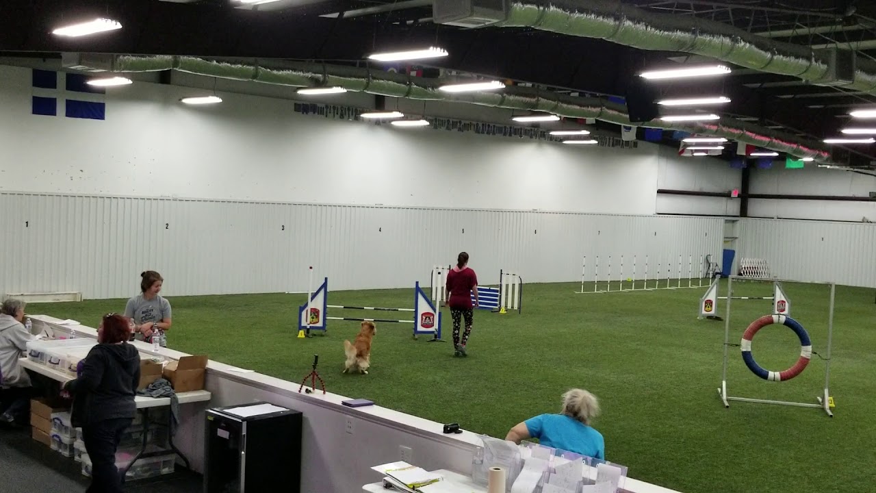 We enjoyed Amanda Smelser in action today at the Houston Obedience ...