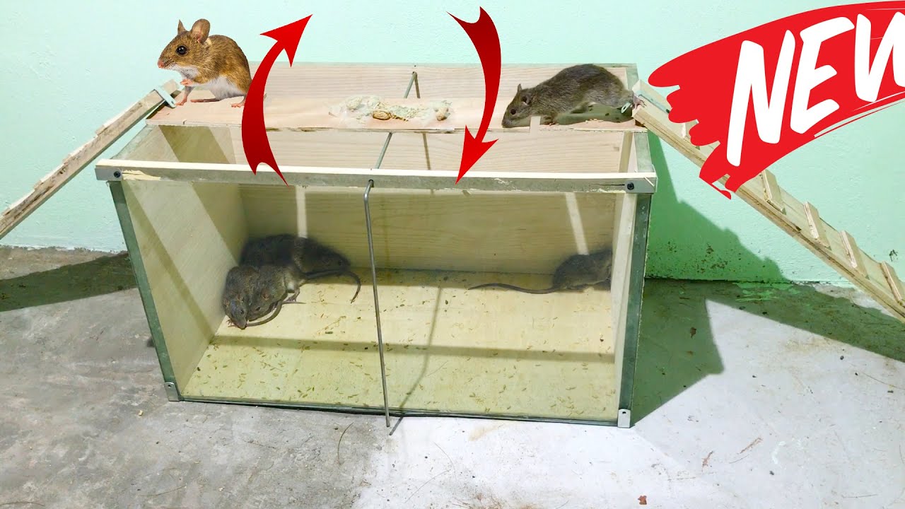 trap the mouse from the bucket. mass mousetrap - YouTube