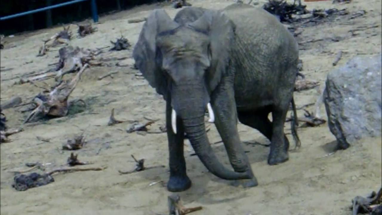 Elephant Reggae - YouTube