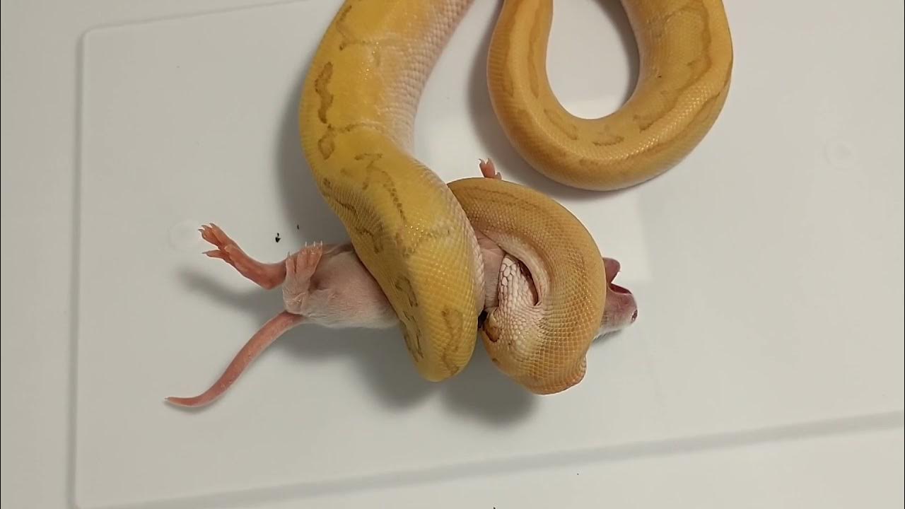 Ball python eats live fuzzy rat: live feeding #2 recorded - YouTube