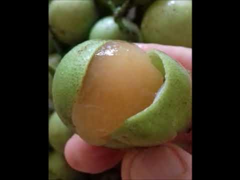 SWEET CHENETT..Trini Fresh Fruit Chennette aka Guinep Fruit..FAME GOURMET FOOD AROUND THE WORLD ...