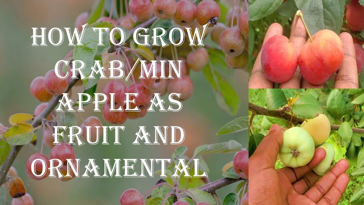 Crap apple is it Edible or Ornamental ? Why farmer grow in their home ...