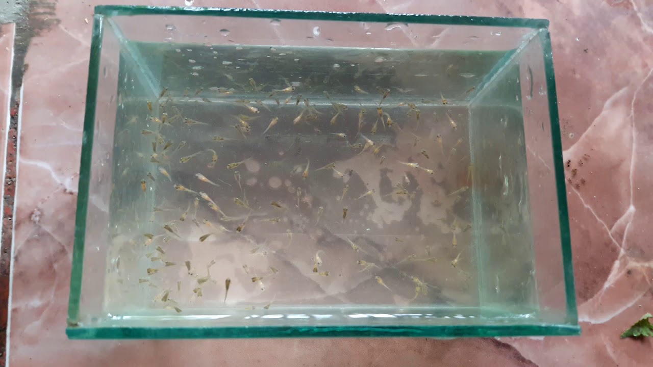 Anakan Ikan nila (baby fish) - YouTube