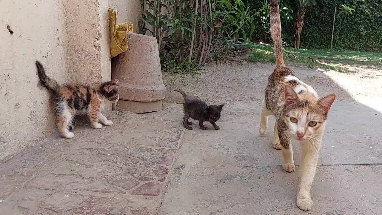 Protective Cat Walking With Her Kittens Like a Shadow - YouTube