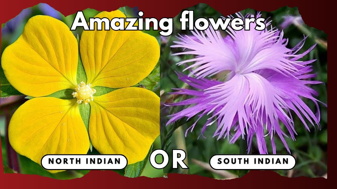 The most delicate ,graceful,beautiful ,rare and unusual flower 🌸#ai # ...