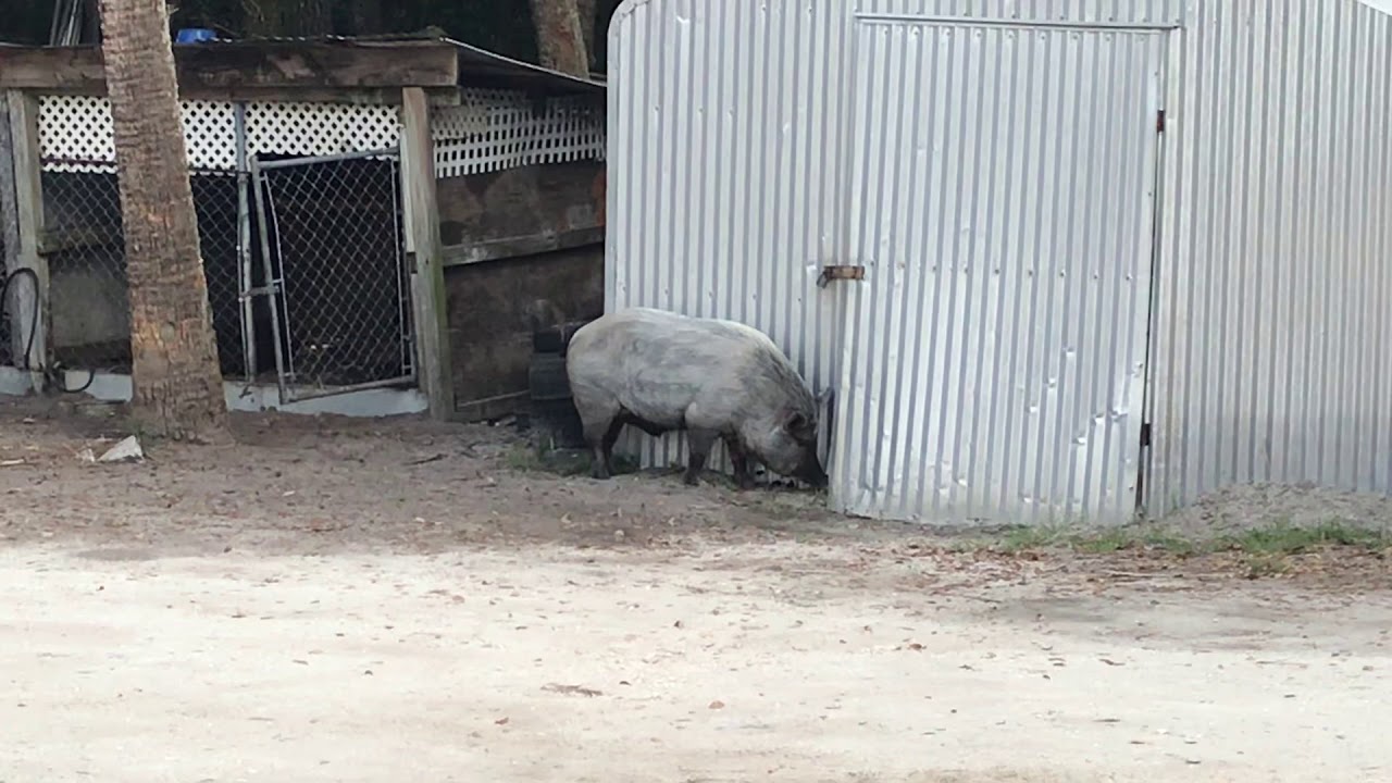 Honest John’s Fish Camp’s pig “Gator.” - YouTube