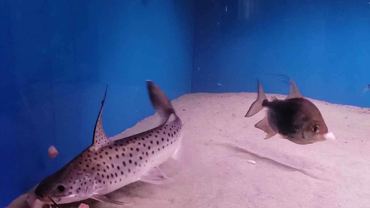 Lince catfish eating - YouTube