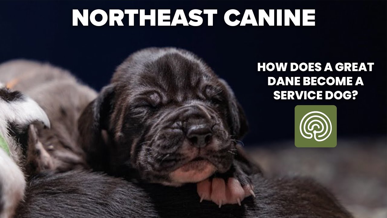 How Does a Great Dane Become a Service Dog? | Meet Northeast Canine ...