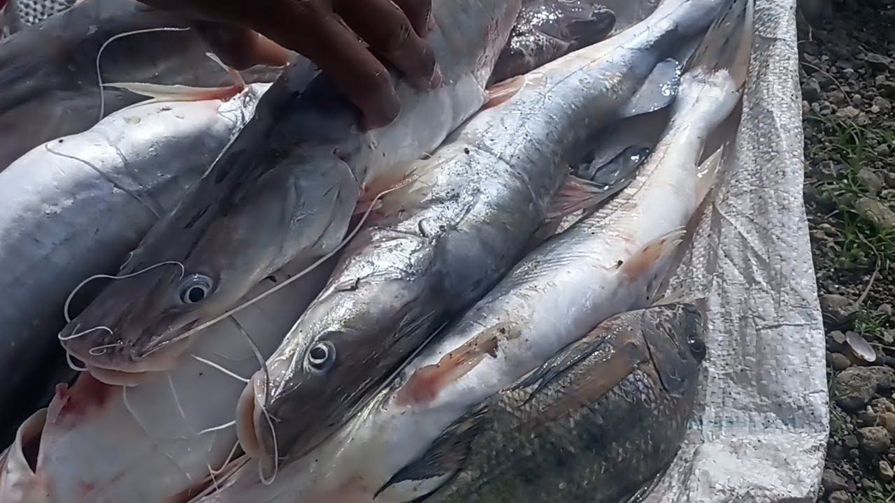 Best Fish Shingada Fish Catch | Shingada Fish Catching | Amazing Fish ...