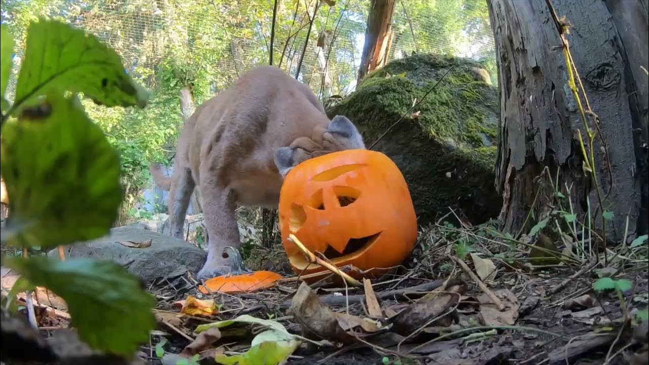 Cute Animals Play With Pumpkins On Halloween - YouTube